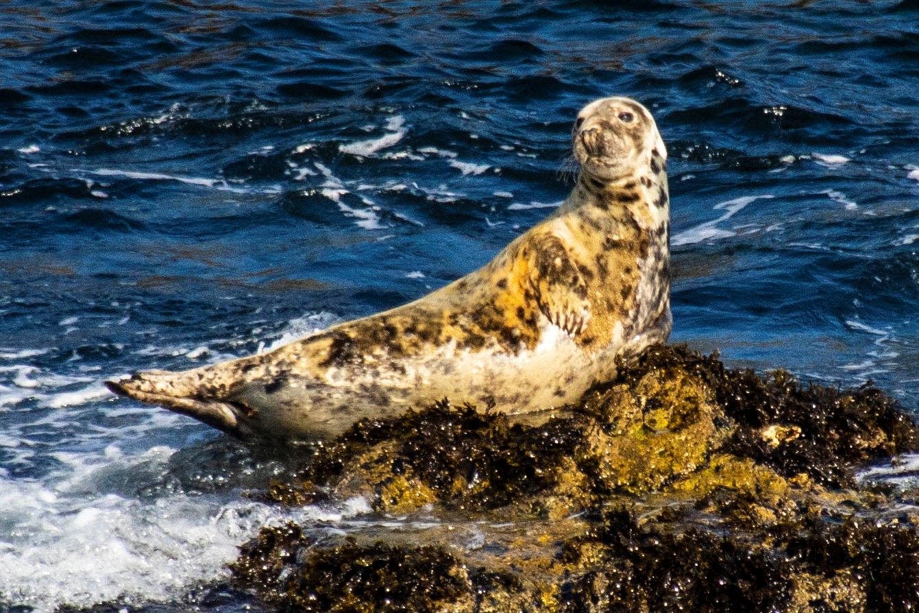 Discover the best of Cornwall | 😎